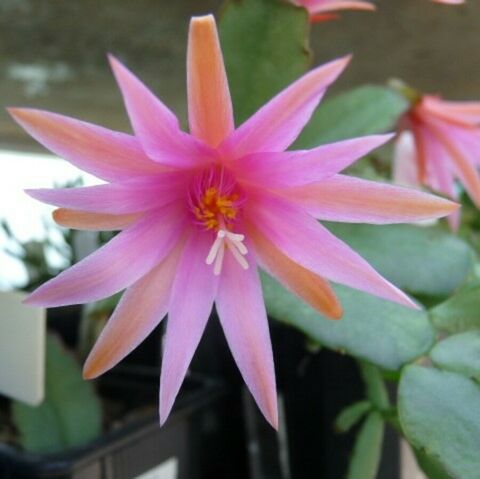 Holiday Cactus | Kats Flora