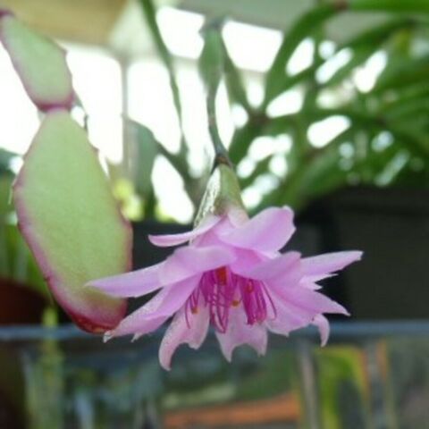 Holiday Cactus | Kats Flora